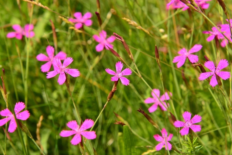 E-novice iz Krajinskega parka Goričko 21/2022 - Krajinski park Goričko