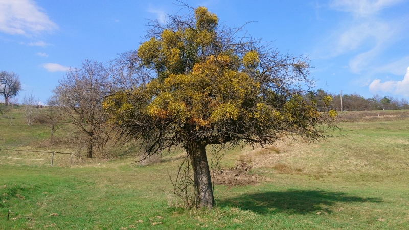 Negujmo sadna drevesa v travniških visokodebelnih sadovnjakih ...