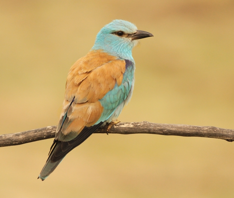 E-novice iz Krajinskega parka Goričko 33/2023 - Krajinski park Goričko