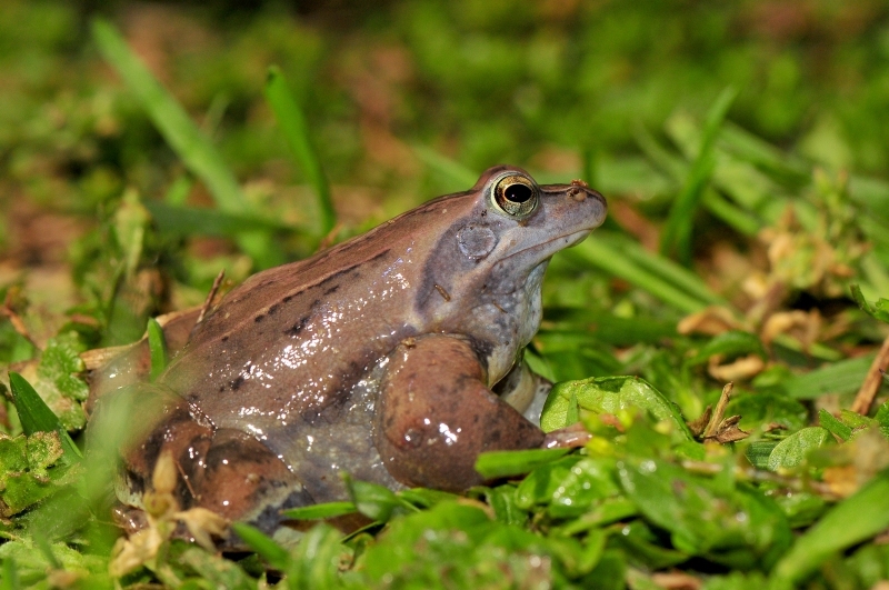 E-novice iz Krajinskega parka Goričko 4/2024 - Krajinski park Goričko