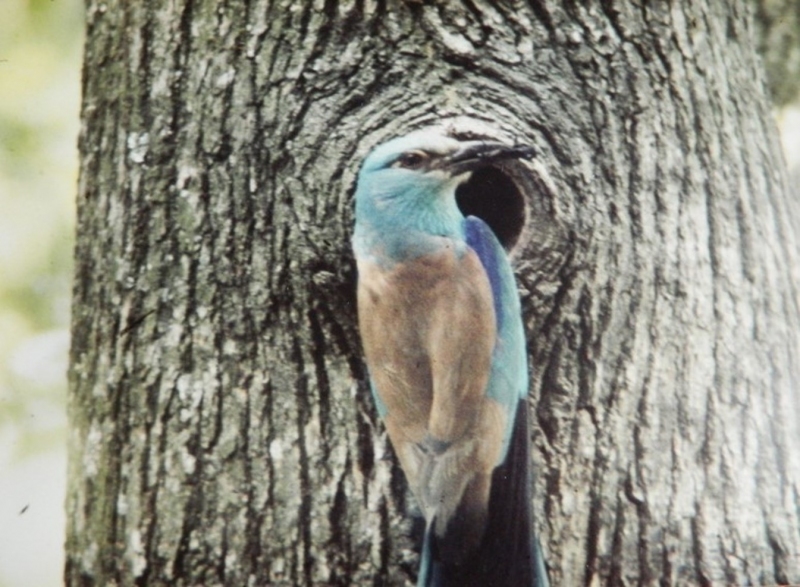 Zlatovranka – izumrla vrsta - Krajinski park Goričko